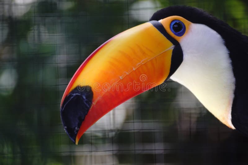 Close up toucan claw stock image. Image of elegance, outdoors - 44616481