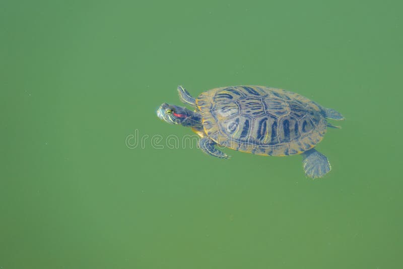 Trachemys scripta stock image. Image of animal, life - 190933439