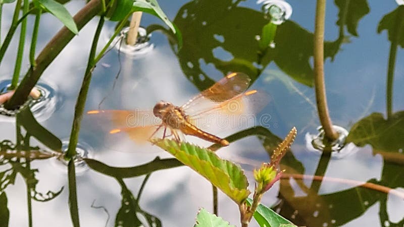 Dragonfly Hovering Over Reflective Pond Stock Photo - Image of still ...
