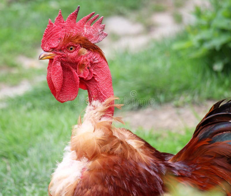 Close-up of a Transylvanian Bare-necked Rooster Stock Photo - Image of ...