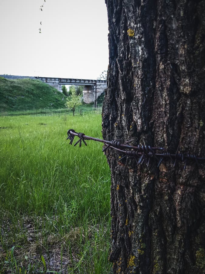 A Close-up of a Barbed Wire Fence. Protected Area, Fenced Off with a ...