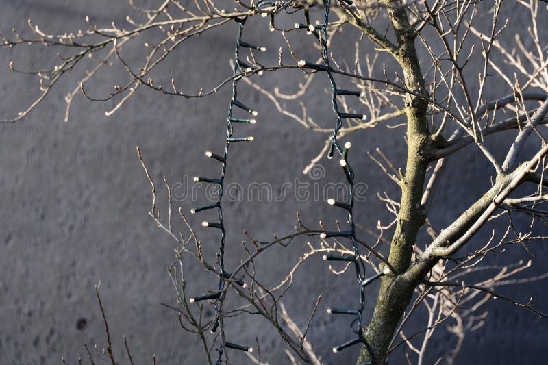 A Close Up of a Tree with Bare Branches Decorated with a String of ...
