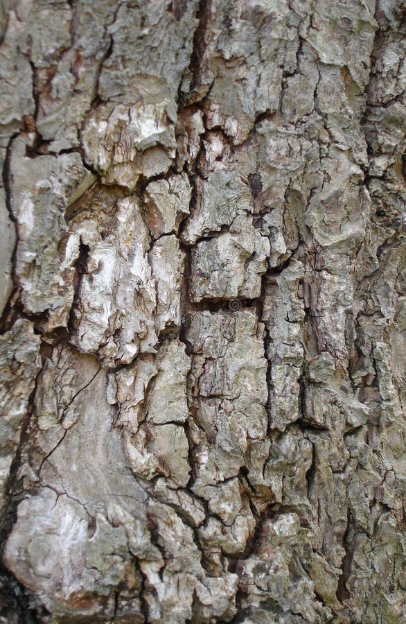 Close Up Of Tree Bark Picture. Image: 150738