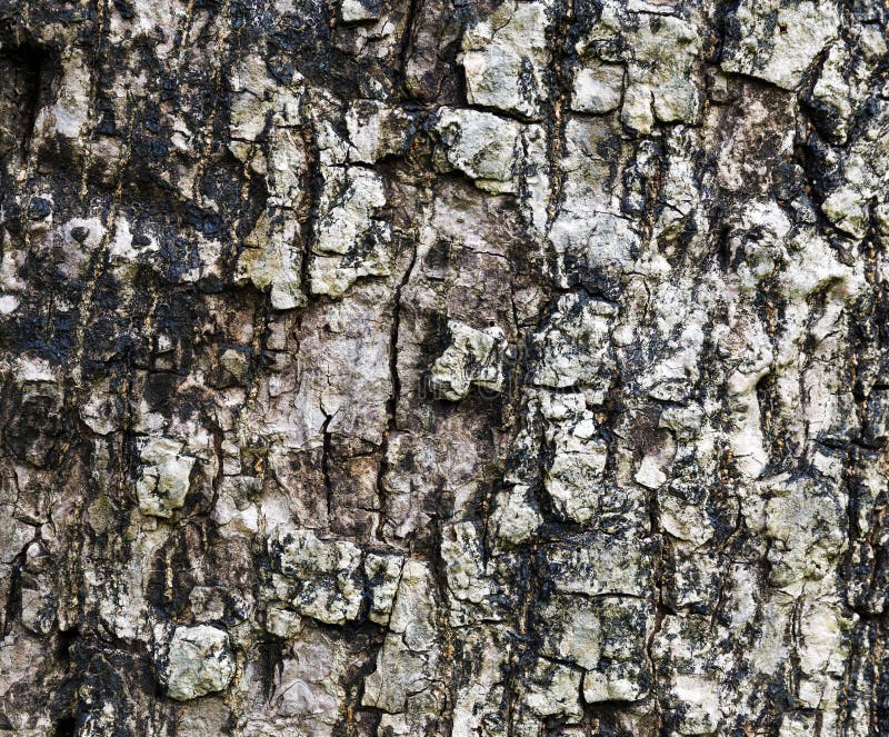 Close up of tree bark stock photo. Image of history, vertical - 32423986