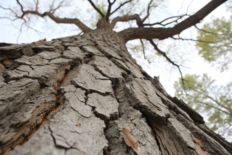 Close-Up of Tree Bark with Age and Texture Stock Illustration ...