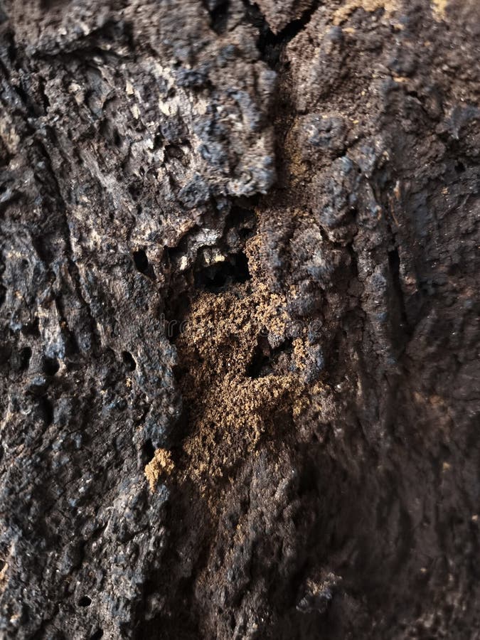 Close-up of Tree Bark with Ants Nesting Inside Stock Photo - Image of ...