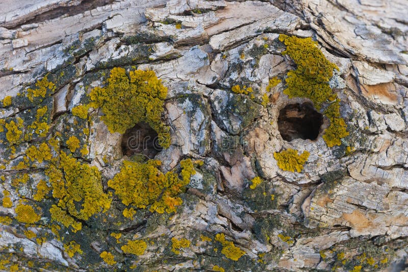 Bark, Tree, Plant, Structure, Patterns, Texture, Botany, Nature Stock ...