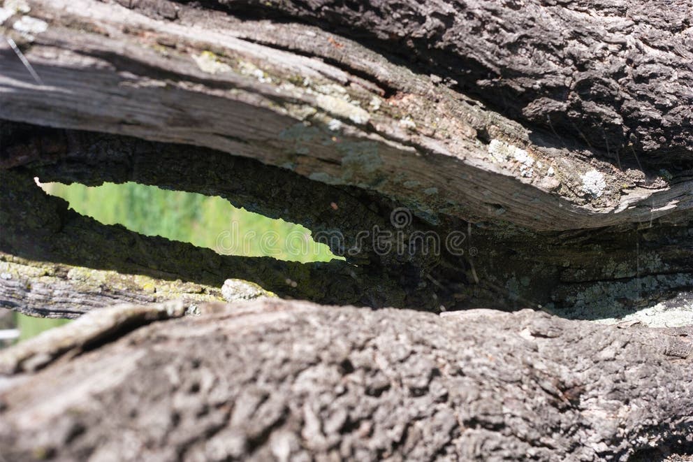 Bark, Tree, Plant, Structure, Patterns, Texture, Botany, Nature Stock ...