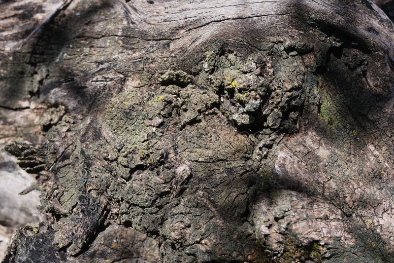 Bark, Tree, Plant, Structure, Patterns, Texture, Botany, Nature Stock ...