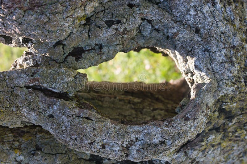 Bark, Tree, Plant, Structure, Patterns, Texture, Botany, Nature Stock ...