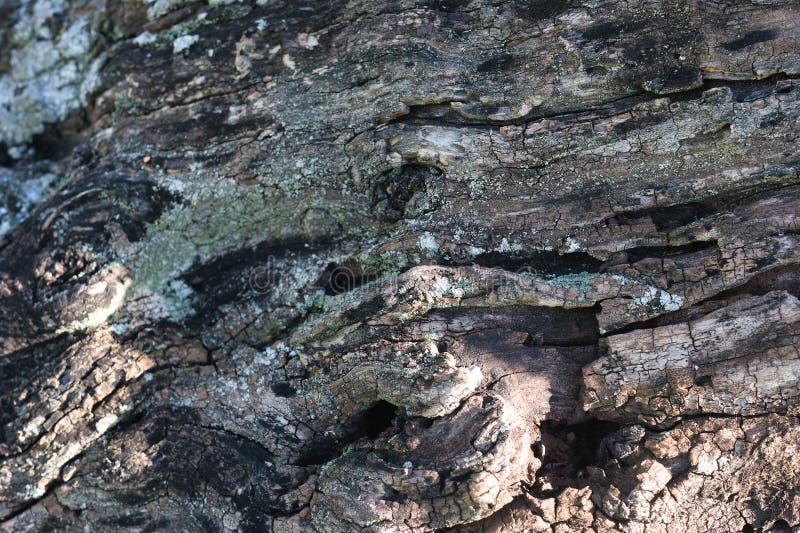 Bark, Tree, Plant, Structure, Patterns, Texture, Botany, Nature Stock ...