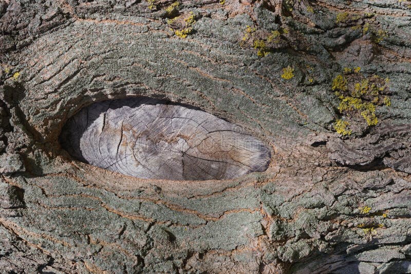 Bark, Tree, Plant, Structure, Patterns, Texture, Botany, Nature Stock ...