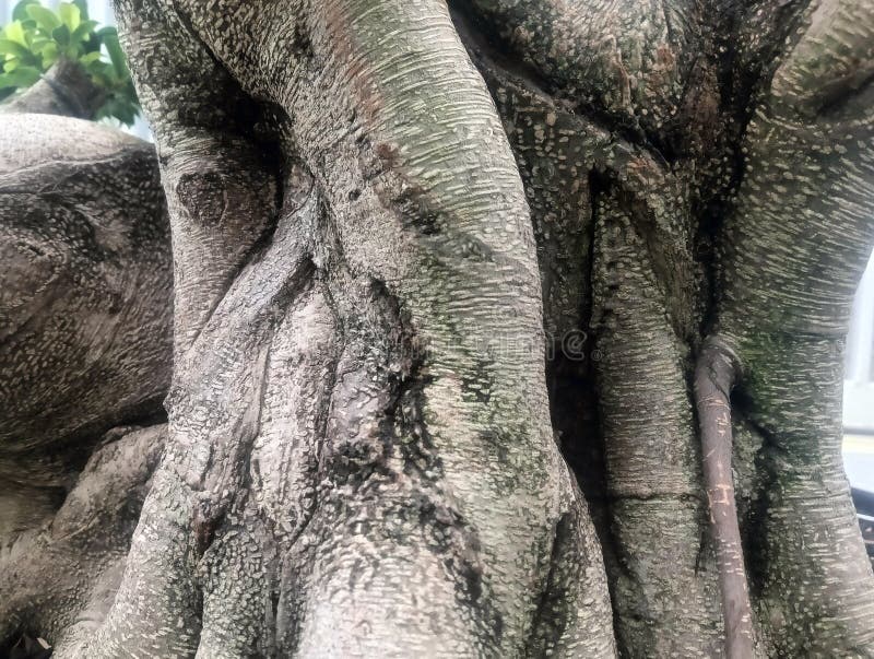Close-up Tree Bark from Bonsai of Banyan Trees Stock Image - Image of ...