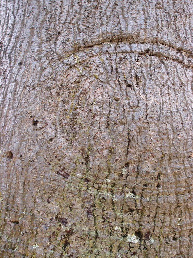 Close Up Tree Bark Circular Bump Stock Photos - Free & Royalty-Free ...