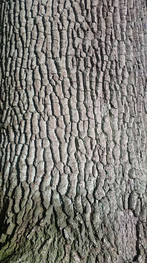 Furrow. Tree Bark Textures stock photo. Image of plants - 163308502