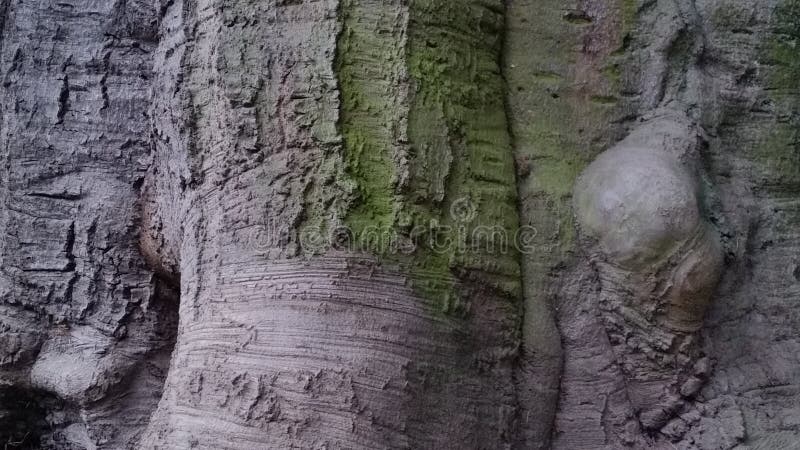 Furrow. Tree Bark Textures stock photo. Image of close - 163371278