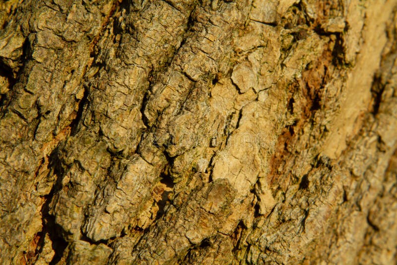 Close up of tree bark stock photo. Image of contrasting - 247955150