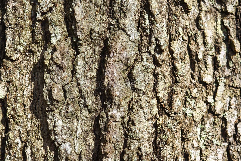 Close up of tree bark. stock photo. Image of hardwood - 343509444