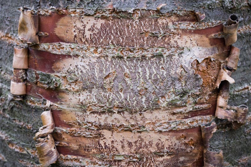 Close Up on Tree Bark Coiled on the Side Stock Image - Image of lichen ...