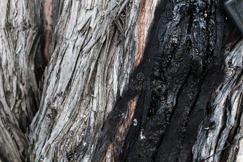 Close-up of Tree Bark a with Condition Causing a Dark Black Sheen ...