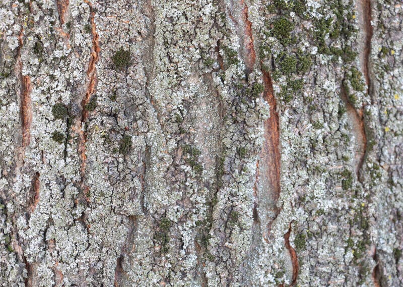 Close Up of Tree Bark, Detailed Tree Texture with Moss and Lichen on ...