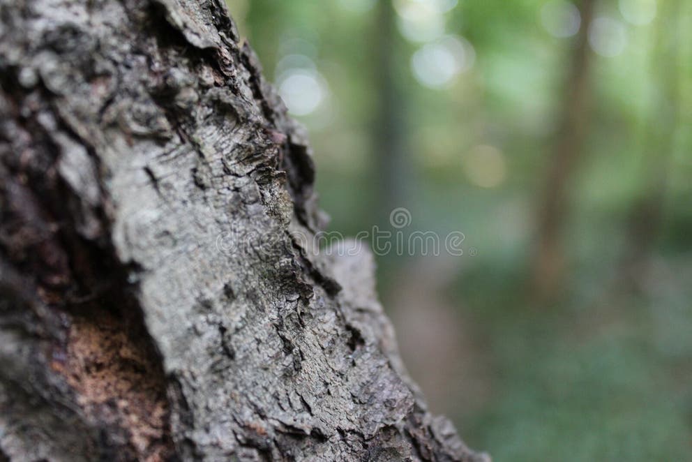 Close-up of Tree Bark with a Faded Winding Path in the Background Stock ...