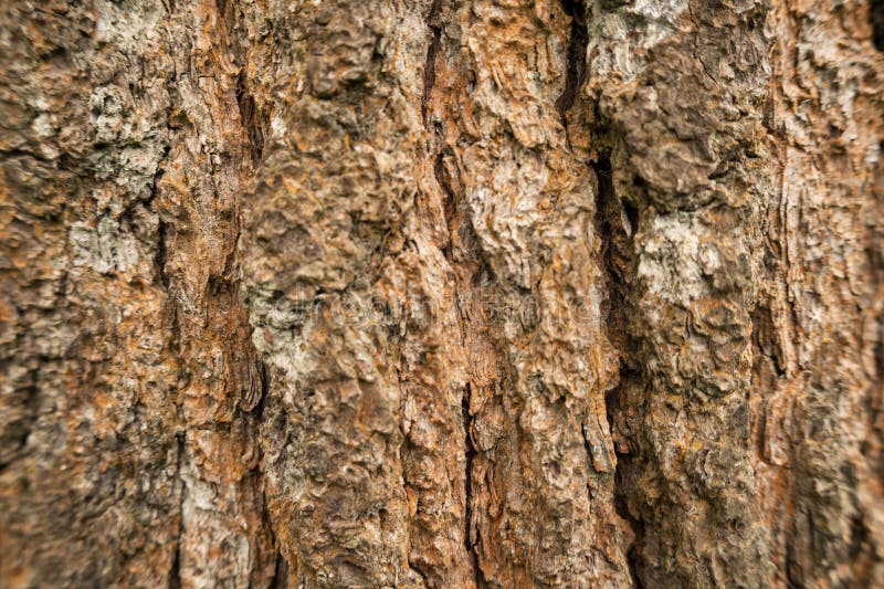 Close Up of Tree Bark in the Forest for a Natural Background. Details ...