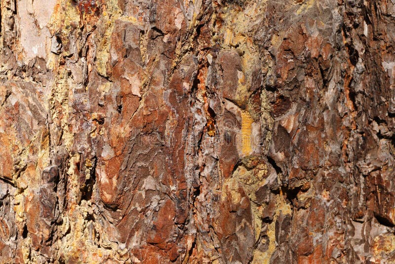 Tree Bark in the Forest. Tree Bark Texture Stock Photo - Image of ...