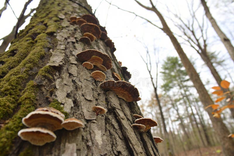 Close-up of Tree Bark with Fungal Growth Stock Illustration ...