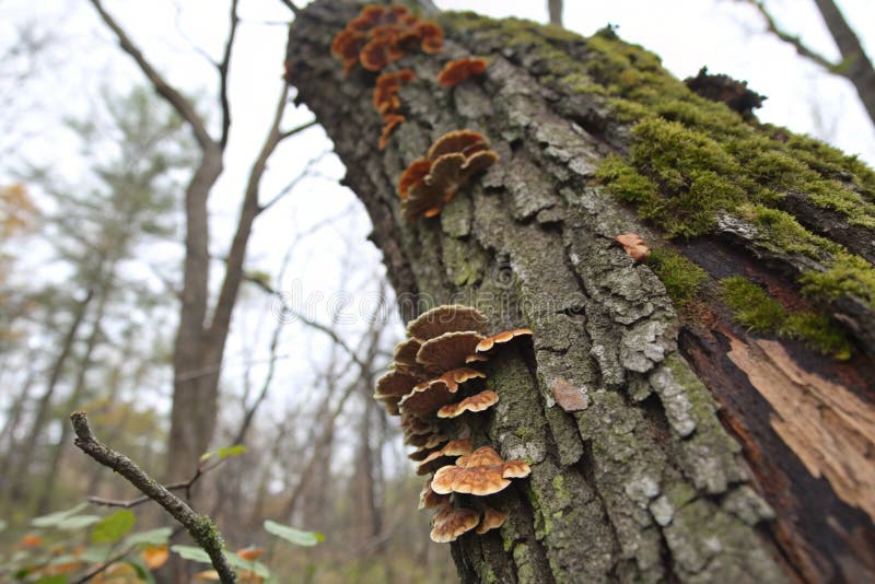 Close-up of Tree Bark with Fungal Growth Stock Illustration ...