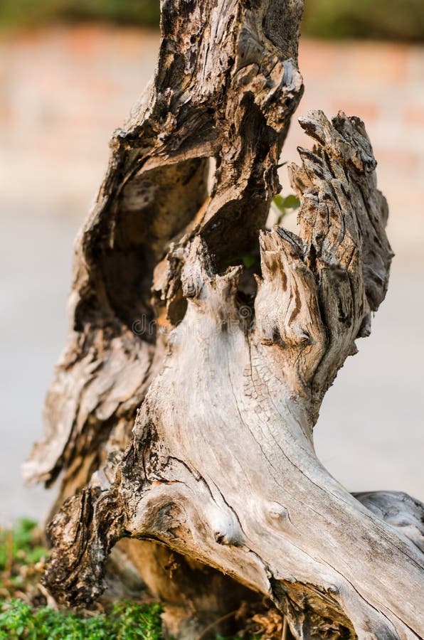Close Up of Tree Bark on Grass Stock Photo - Image of brown, lumber ...