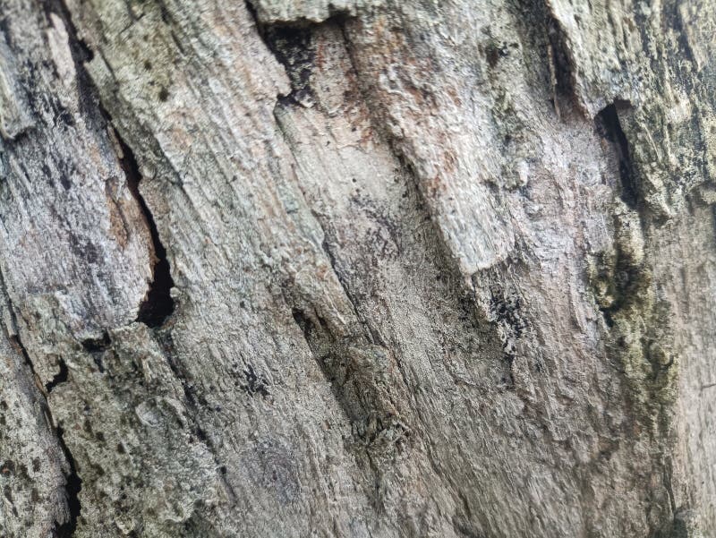 Close-up of Tree Bark. the Bark Has a Rough, Textured Surface with a ...