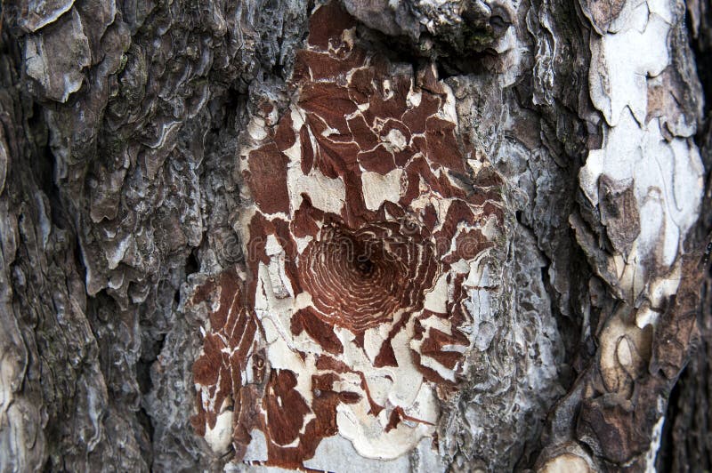 Close-up Tree Bark with Knot. Stock Image - Image of coarse, layers ...