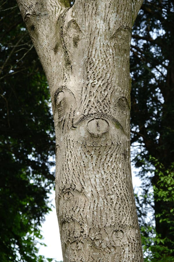 Tree Trunk with Natural Bark Patterns Resembling Eyes Stock Photo ...