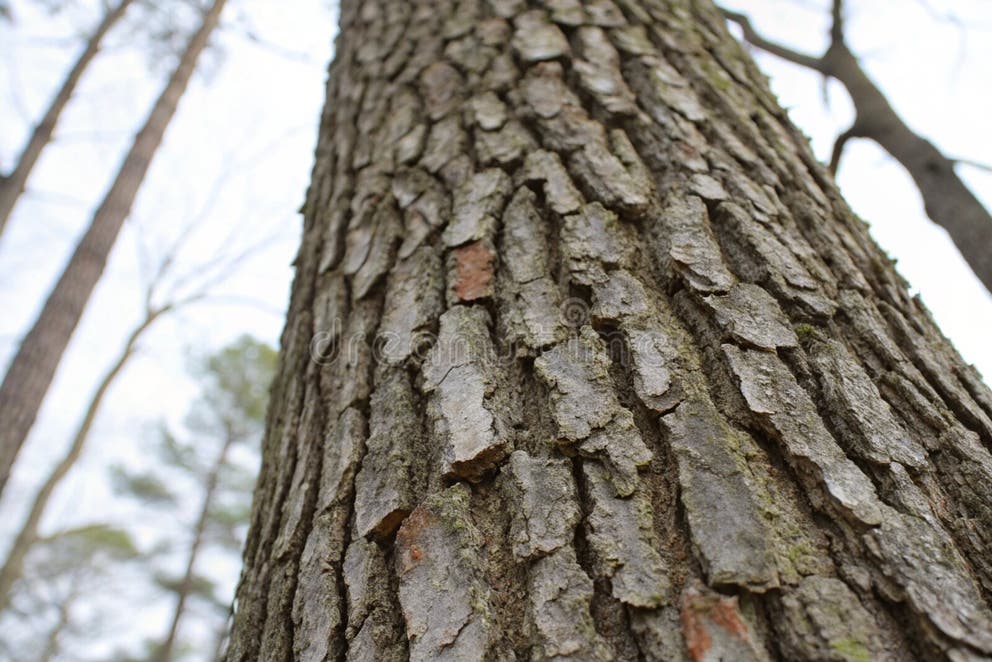 Close-Up of Tree Bark - Natural Texture Stock Illustration ...