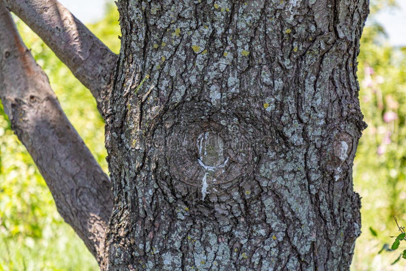 Close Up Tree Bark. Old Tree Branch Stump Scar Stock Photo - Image of ...
