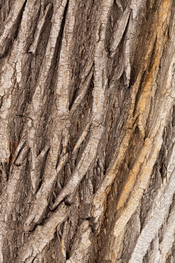Close-up of Tree Bark. an Old Tree. Many Years Ago. Carbon Sink. Close ...