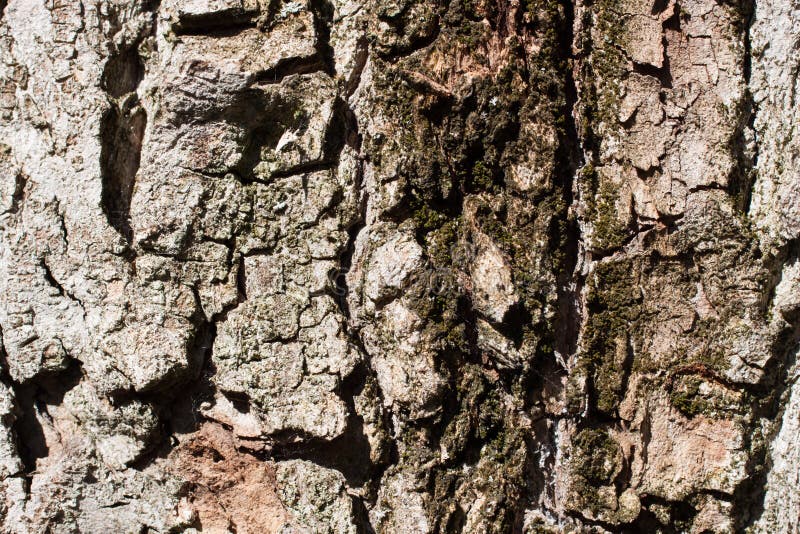 Close-up of Tree Bark. Old Tree Close-up Stock Image - Image of ...