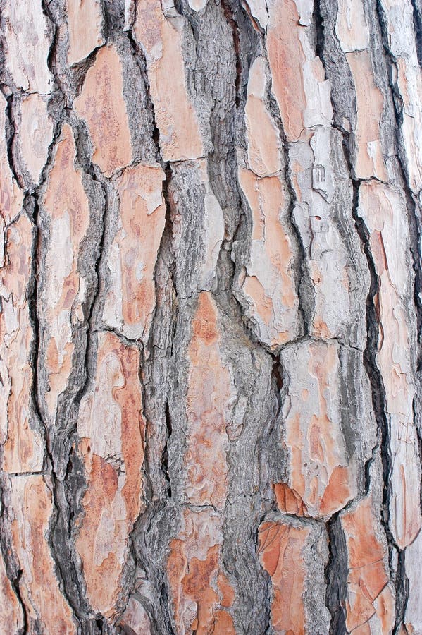 Circles on bark of a tree stock image. Image of plank - 33055455