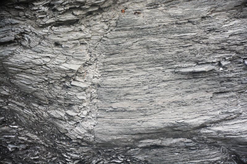 Close-up of Tree Bark Section Stock Image - Image of layers, natural ...