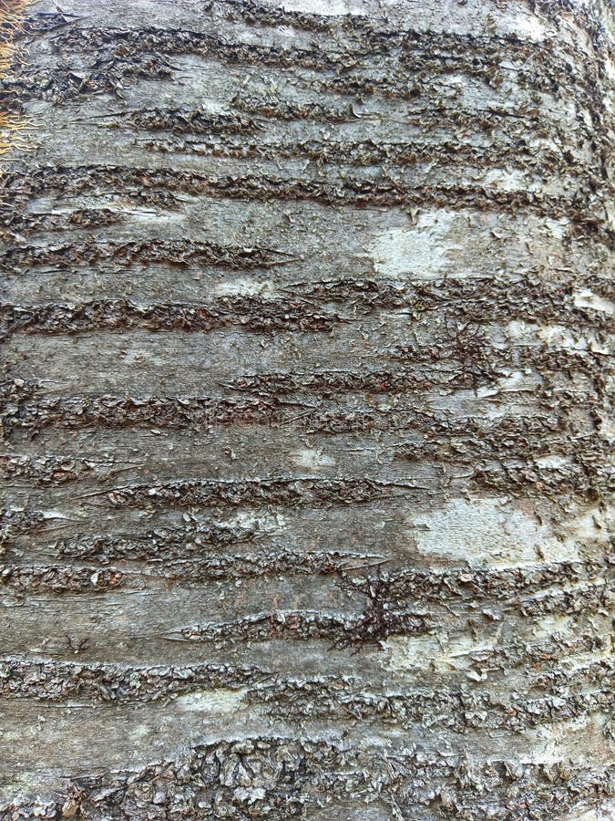 Tree Bark Texture. Nature Relief. Abstract Nature. Background Nature ...