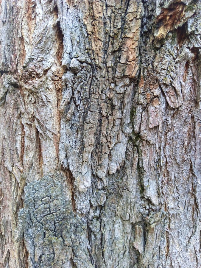 Background Nature. Background Wood. Nature Relief. Tree Bark Texture ...
