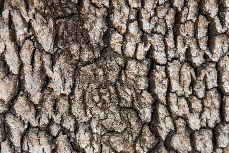 Tree bark close-up texture stock photo. Image of timber - 373284726
