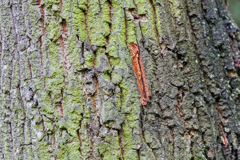 Tree bark structure stock photo. Image of nature, bright - 75294510