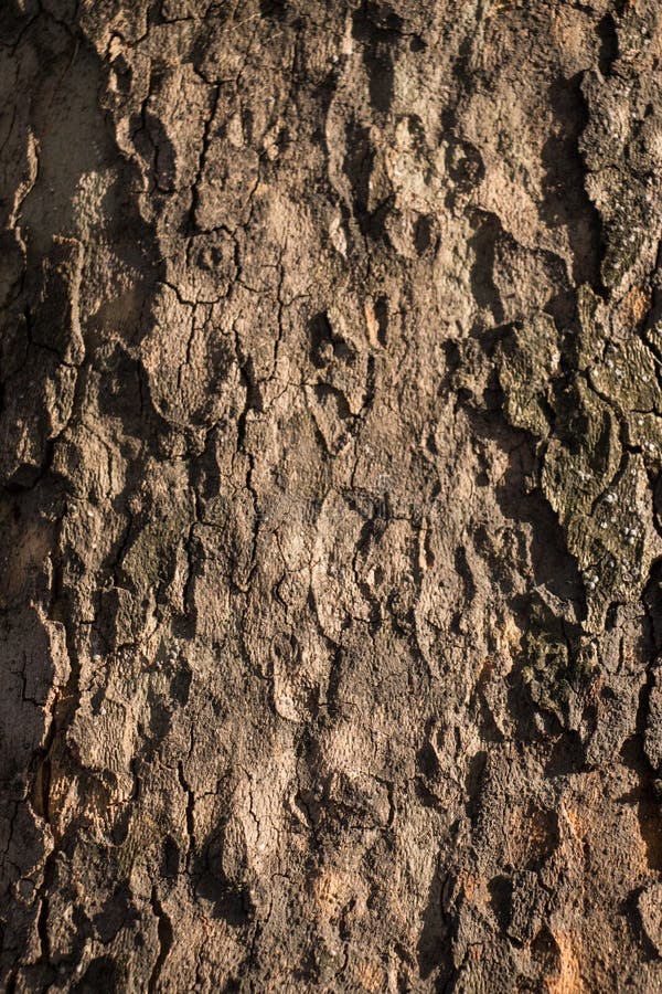 Close Up Tree Bark Texture As a Background Stock Image - Image of macro ...