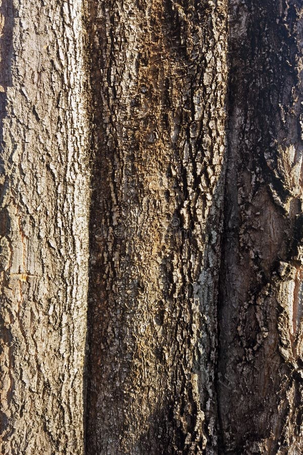 Close Up of Tree Bark Texture Stock Photo - Image of bark, vintage ...