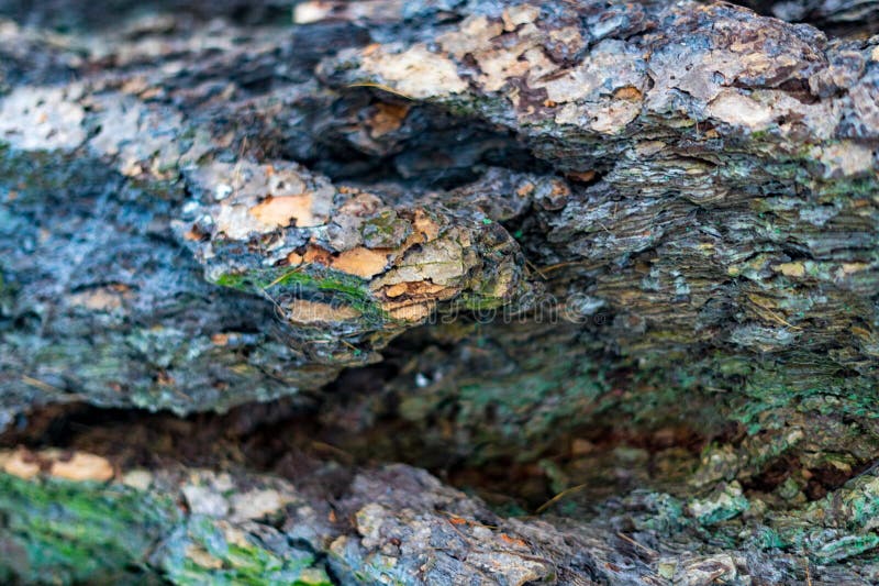 Close-up of Tree Bark Texture Background, Natural Wood Patterns, Grainy ...