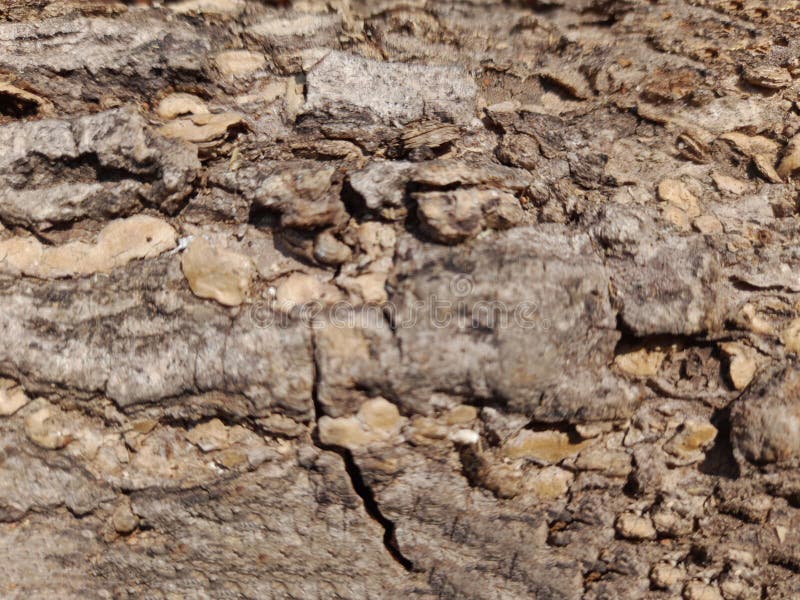 Close-Up of Tree Bark Texture Stock Photo - Image of brick, found ...