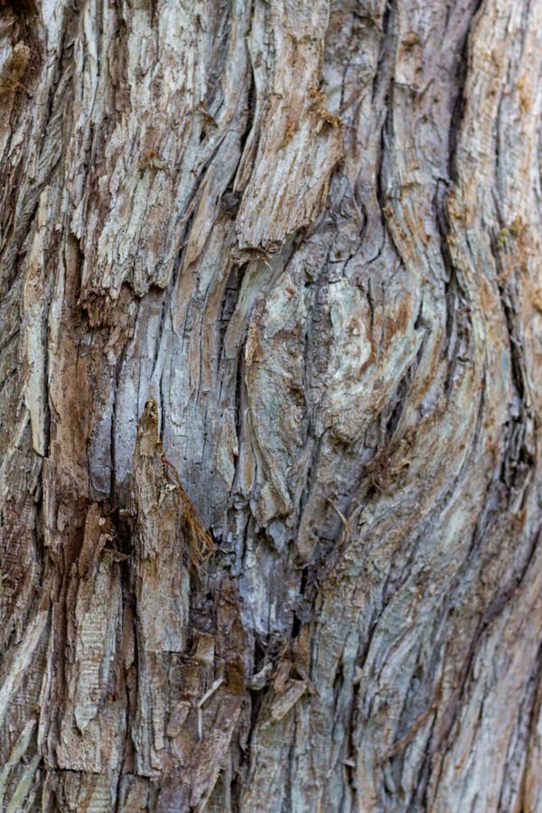 Close-Up of Tree Bark Texture – Dark and Rough Surface Stock Photo ...