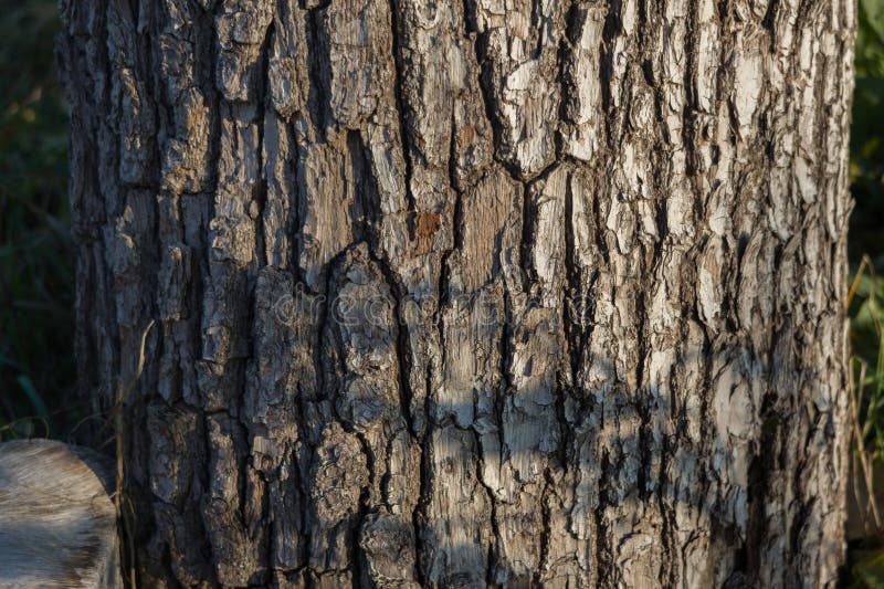 Close-up of Tree Bark Texture. Deep Furrows and Variations in Color and ...